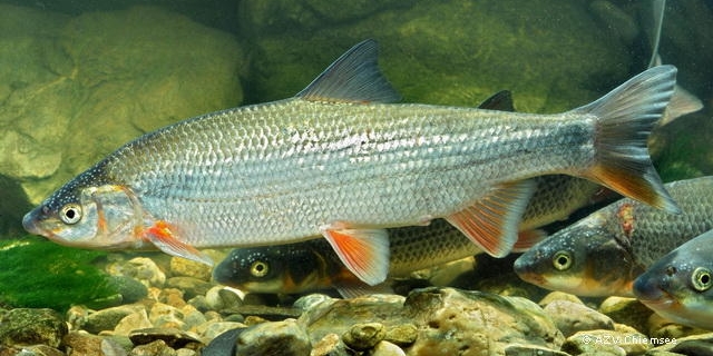 Pescuit la scobar cu bologneza