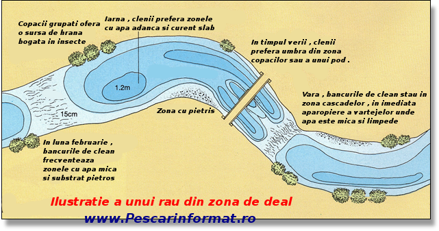 Comportamentul cleanului vara si in anotimpul rece