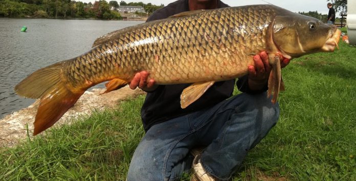 Pescuit la crap salbatic